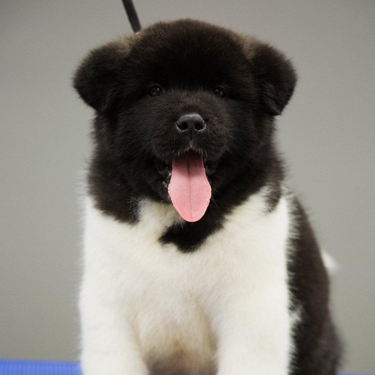 Akita Puppies for sale in Delhi NCR | India | Dav Pet Lovers