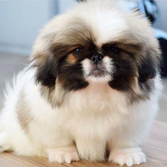 Pekingese Puppies for sale in Delhi NCR | India | Dav Pet Lovers