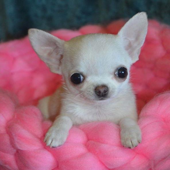 Chihuahua Puppies for sale in Delhi NCR | India | Dav Pet Lovers